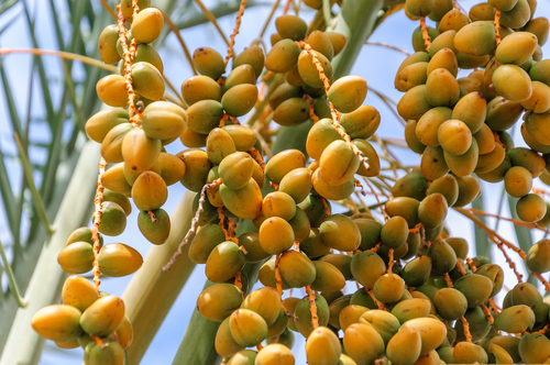 Tâmara: Principais Benefícios, Calorias e Vitaminas. - Portal Educação