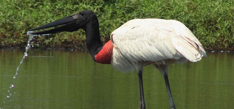 Tuiuiú: Tamanho, Características, Alimentação e Curiosidades. - Portal ...